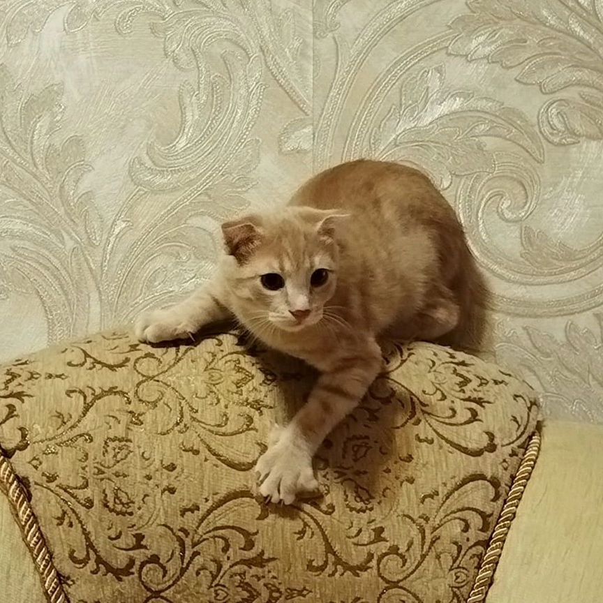 Я ищу ответственную семью
