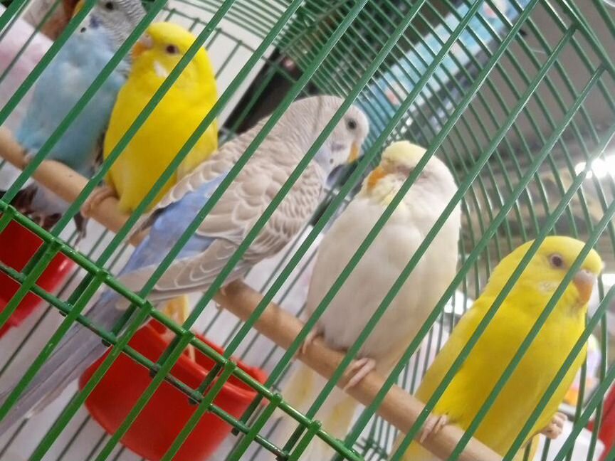 Волнистый попугай