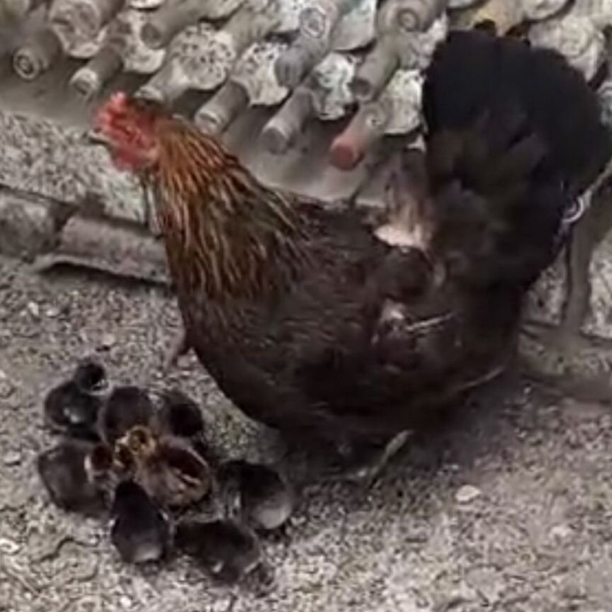 Клушка с цыплятами