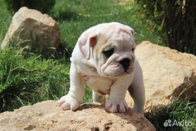 Детки англичашки