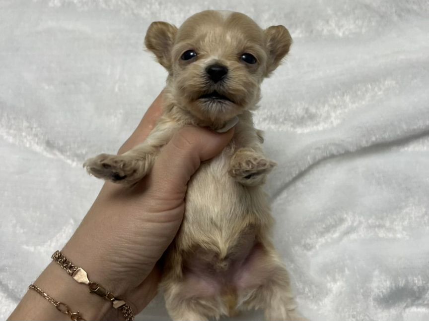 Мальтипу ф1 микро мальчик на декабрь