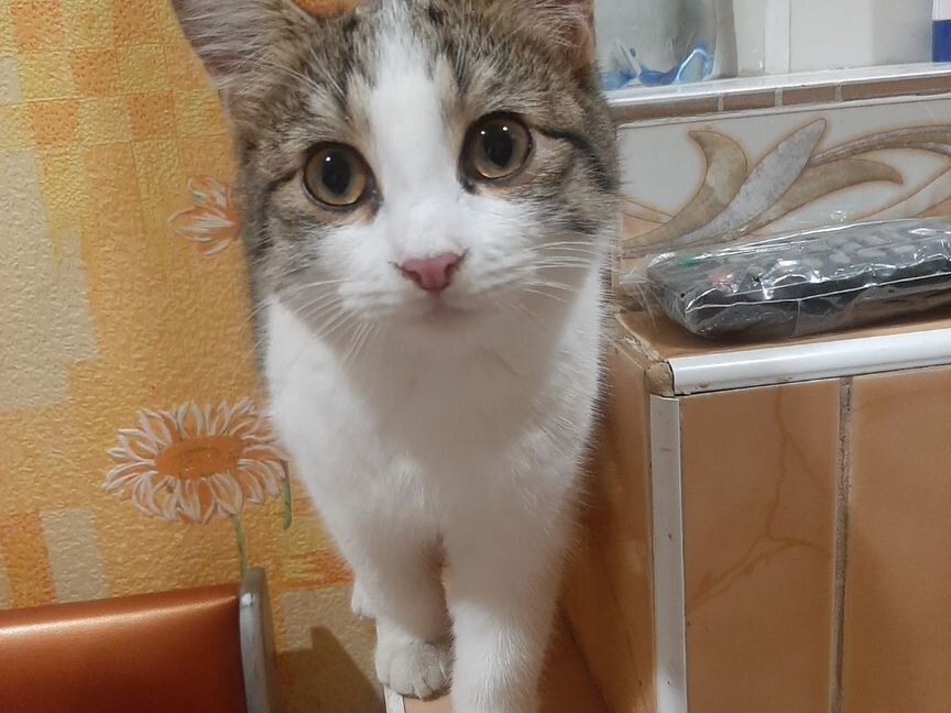 Кошка британка с отличным характером