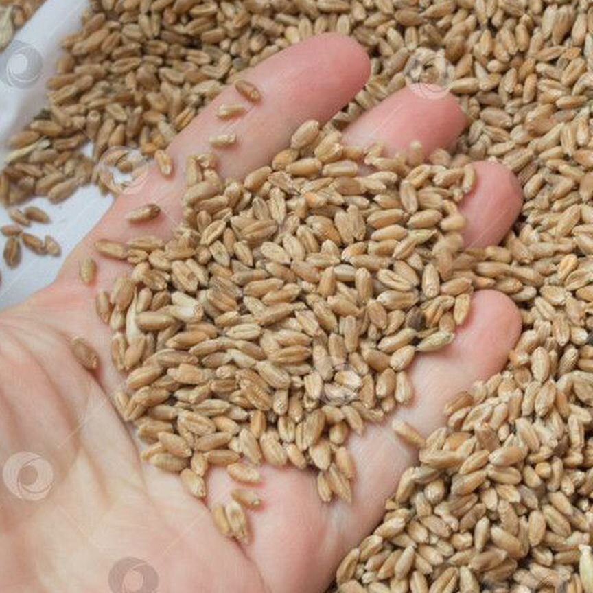 Продажа зерна пшеницы урожай 2025 года