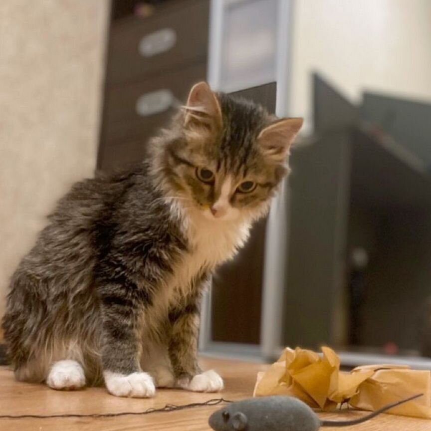 Ласковый котенок