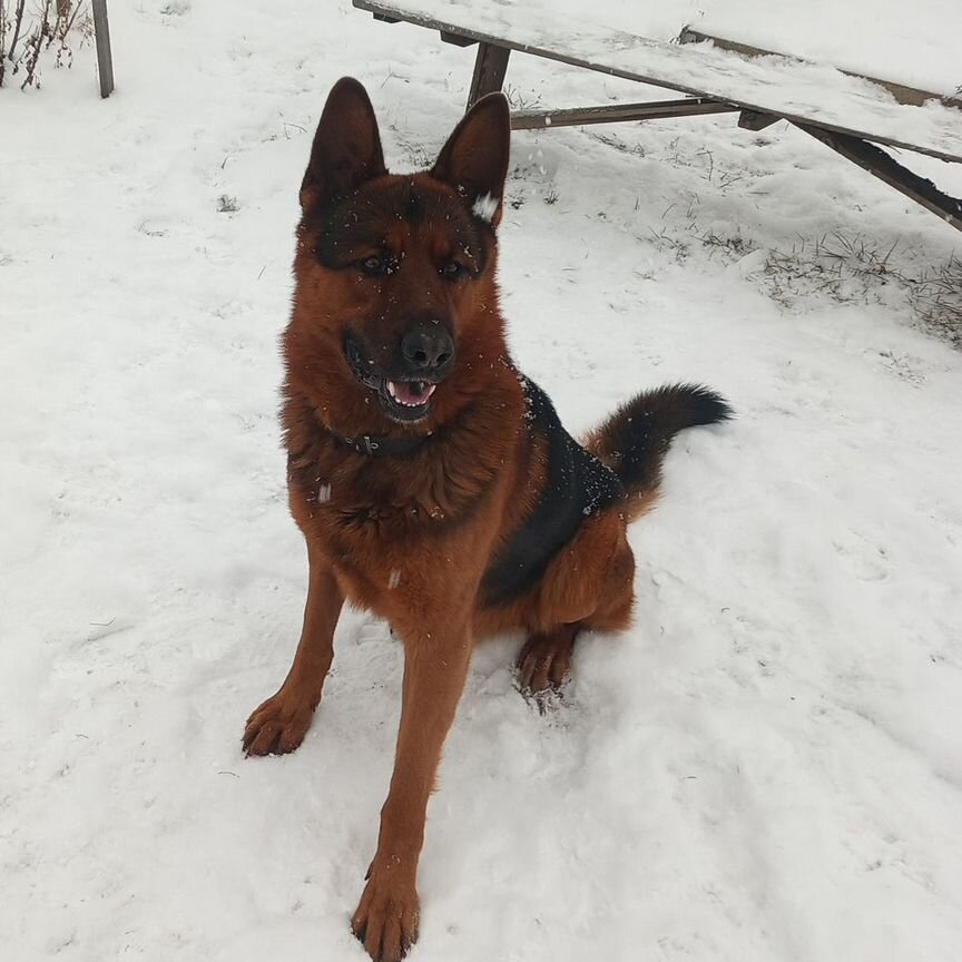 Немецкая овчарка, взрослый пёс