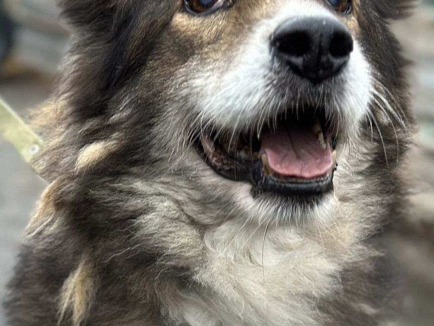 Собака (Хэппи) из приюта