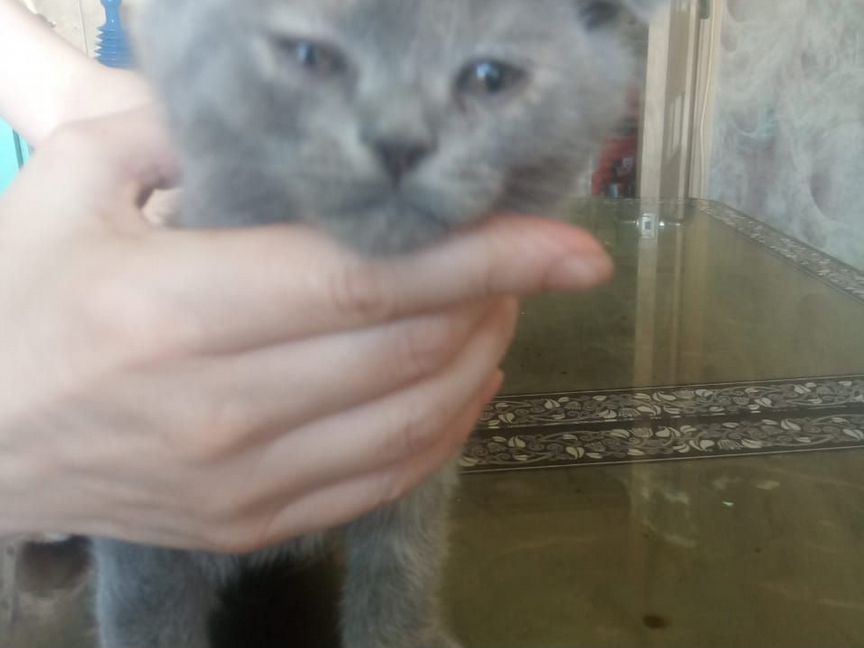 Шотландские