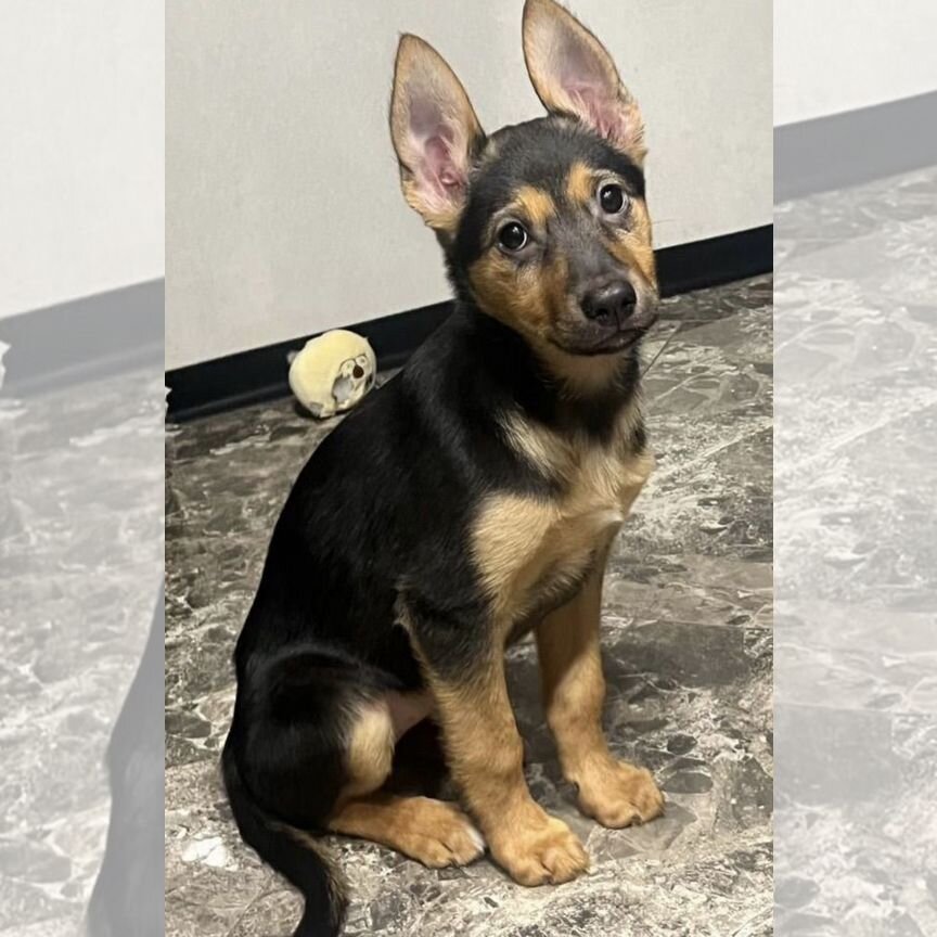 Щенок в добрые руки