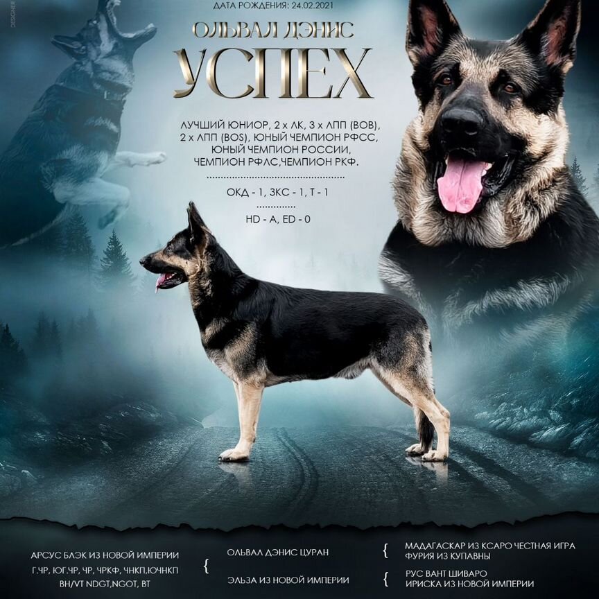 Кобель вео для вязки