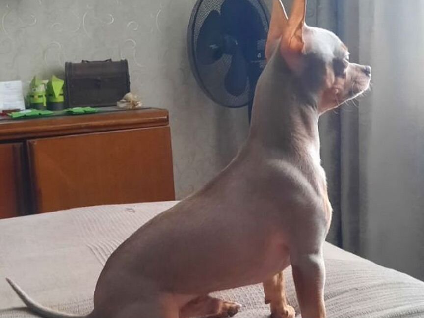 Ищем невесту