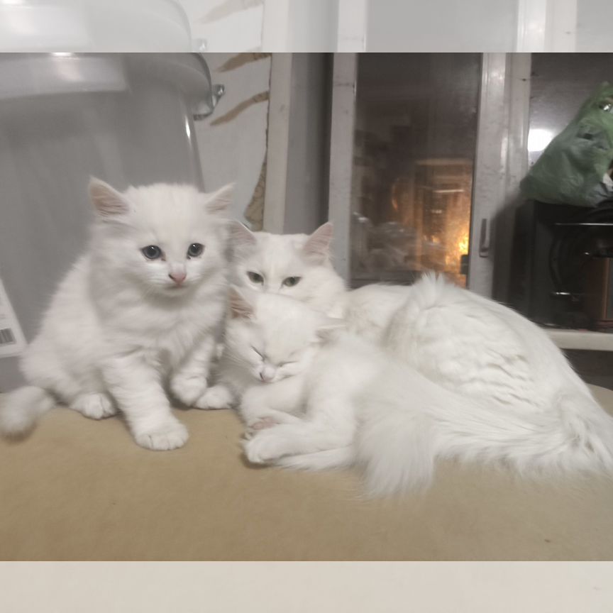 Турецкий ван котёнок