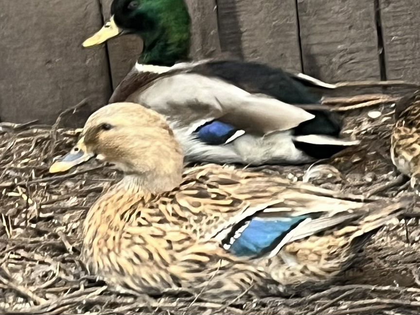 Утки подсадные для охоты