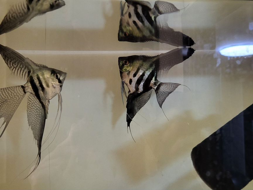 Скалярии пара