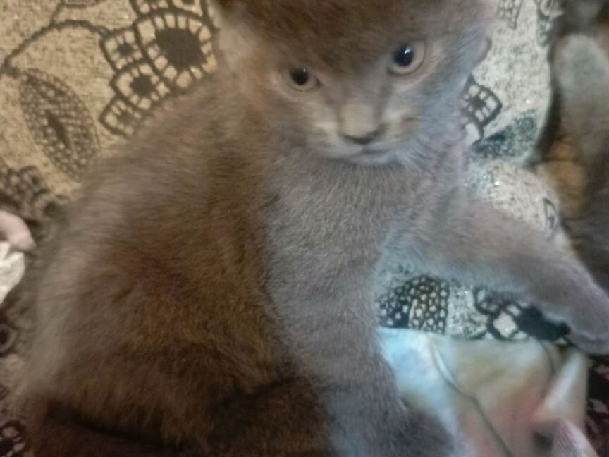 Русская голубая отдам (дворняжки)