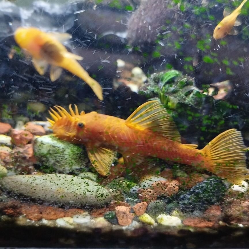 Анциструс Красный (Супер ред)