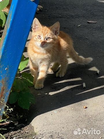 Солнечные котята в добрые руки