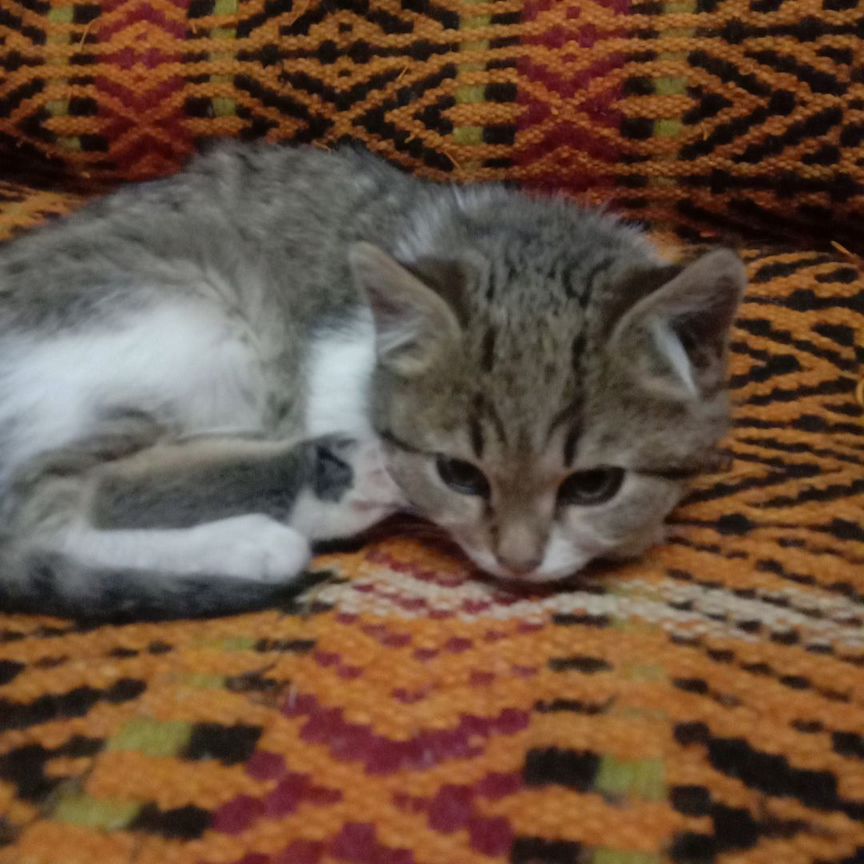 Котята-скромнята и иногда игрята в добрые руки