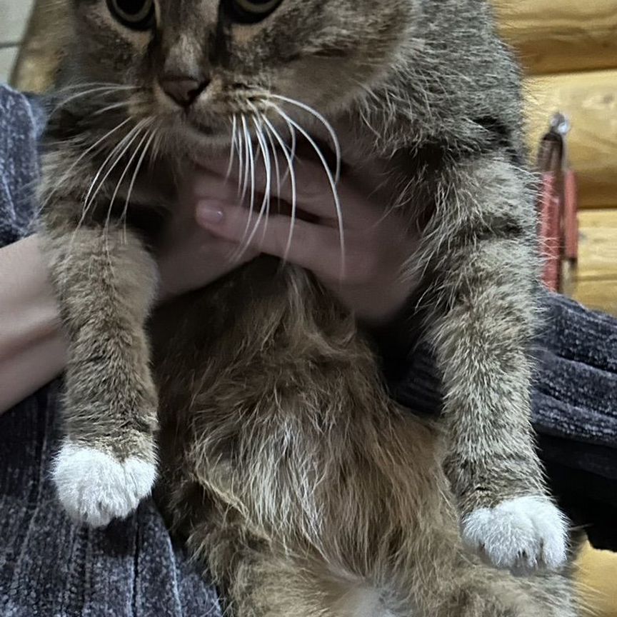 Кошка в добрые руки