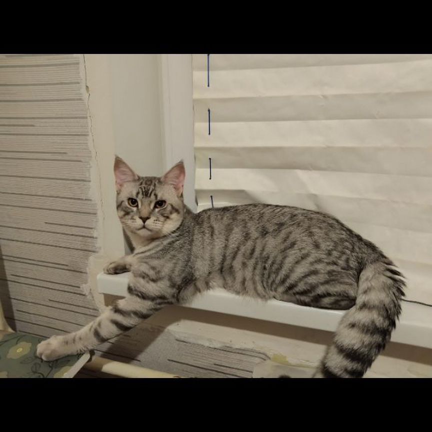 Котята мейкуны бесплатно