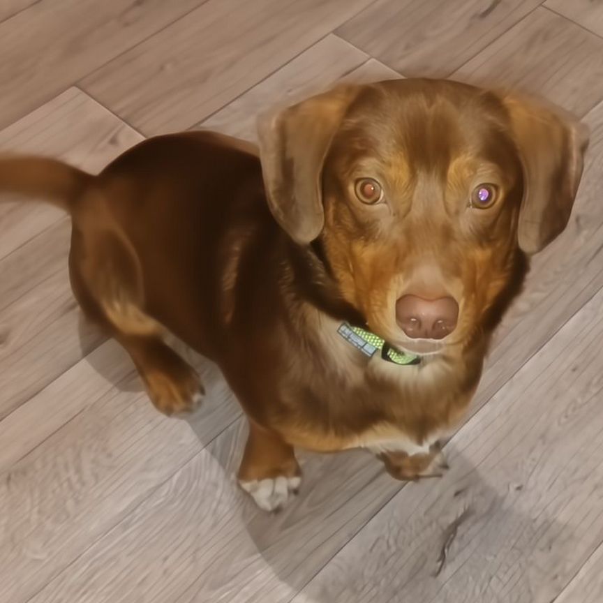 Такса, щенок