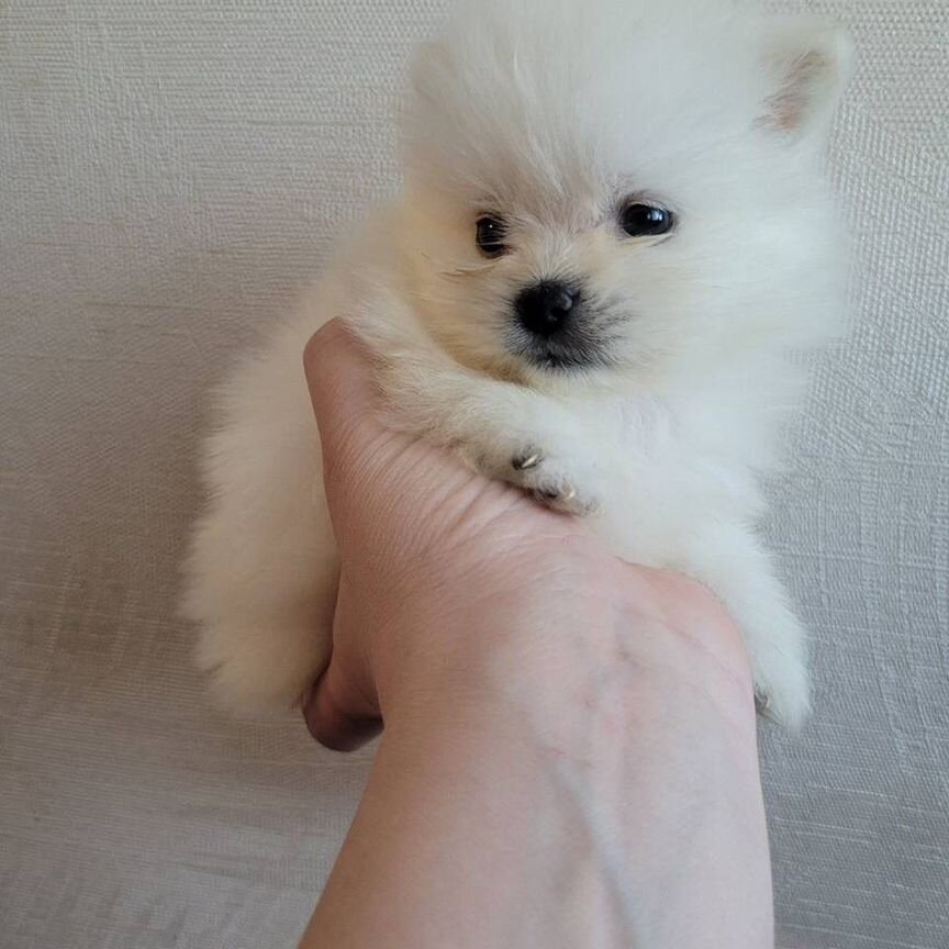 Померанский шпиц