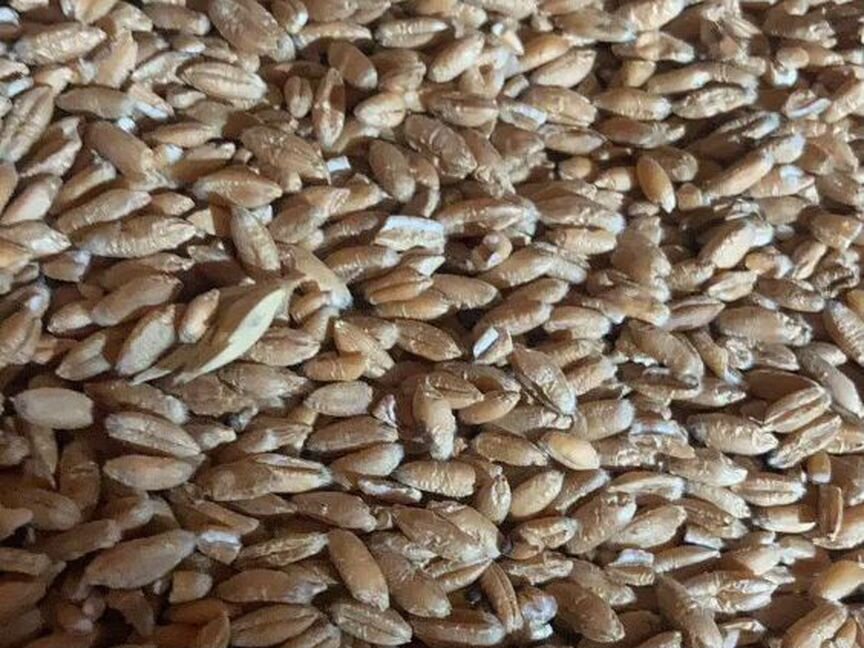 Семечко, Ячмень яровой корма