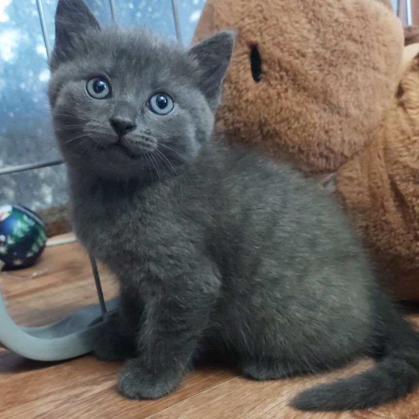 Тайский котёнок