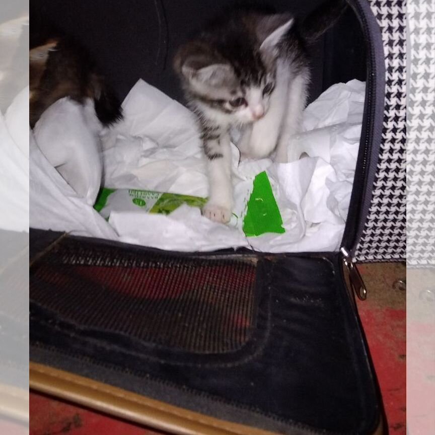 Котята в добрые руки бесплатно
