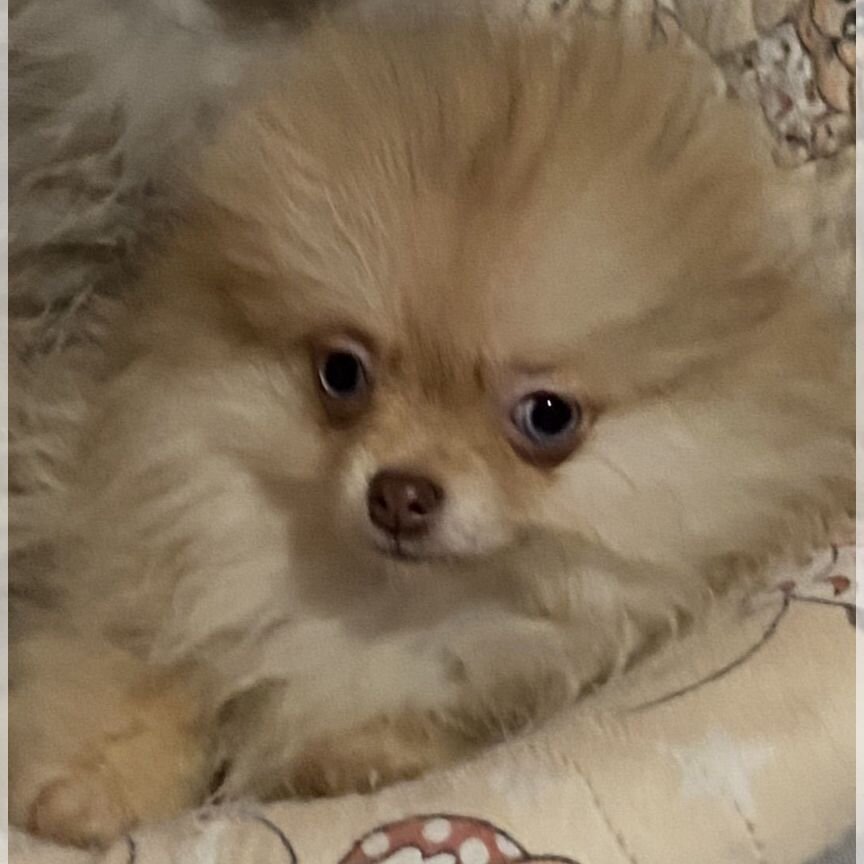 Померанский шпиц, щенок