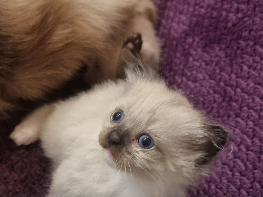Котята сиамы помесь