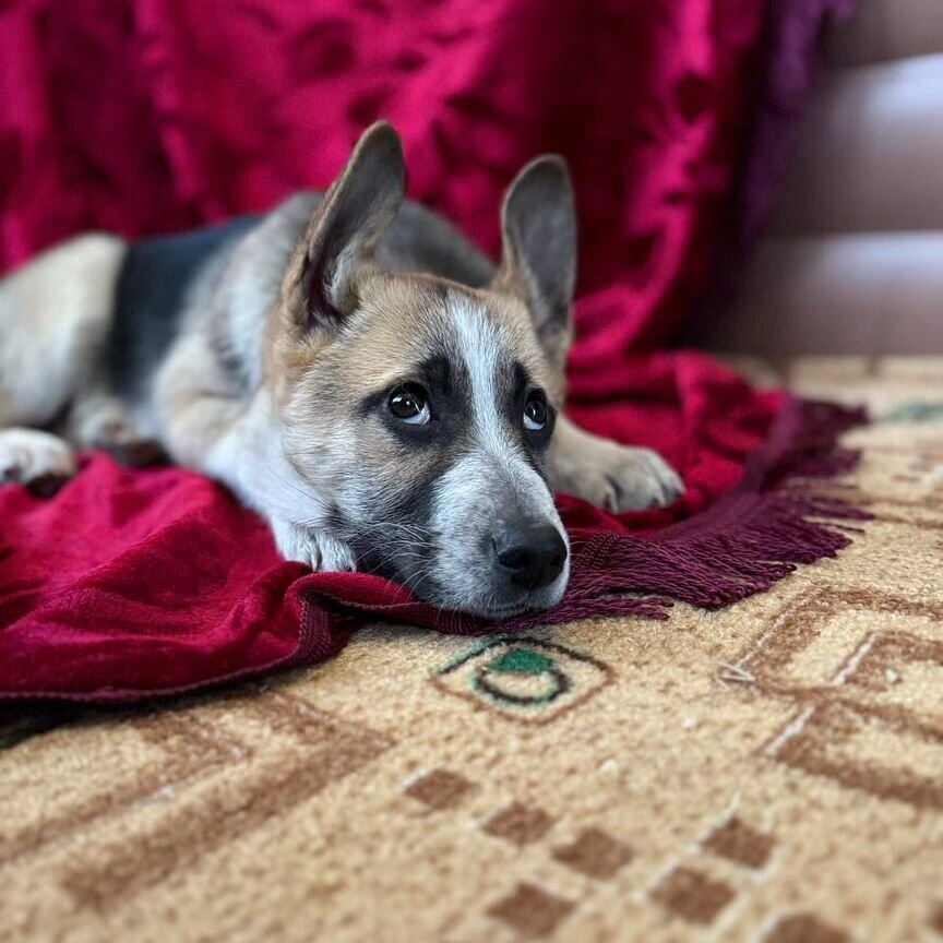 Бантик, спасённый с улицы малыш,нуждается в семье