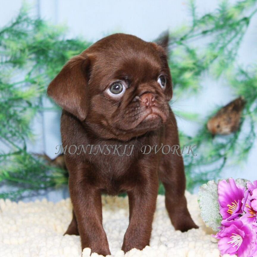 Шоколадная малышка Брабансон