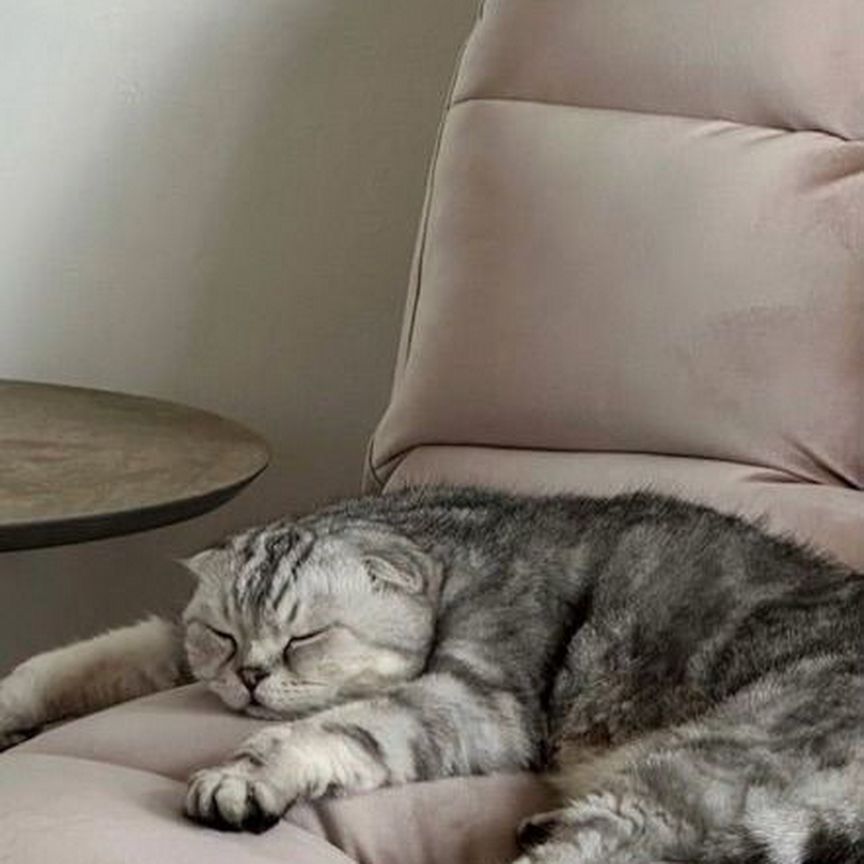 Кот