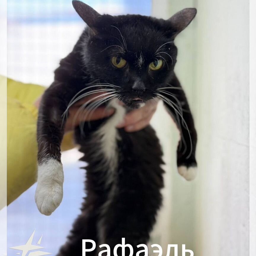 Бедный черный худющий котик никому не нужный