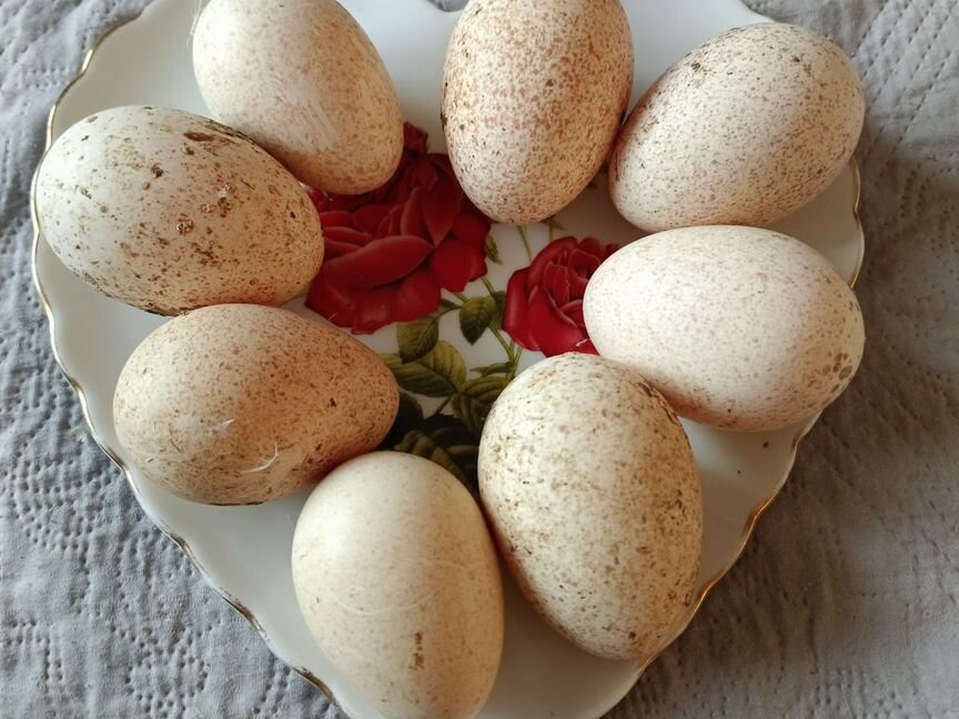 Инкубационное яйцо индейки