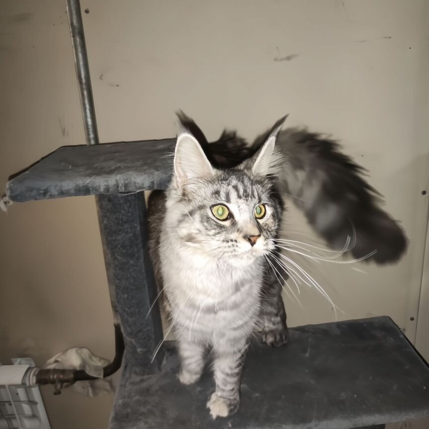 Мейн-кун котёнок