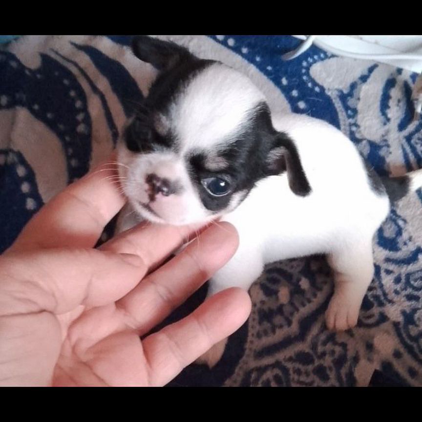 Чихуахуа, щенок