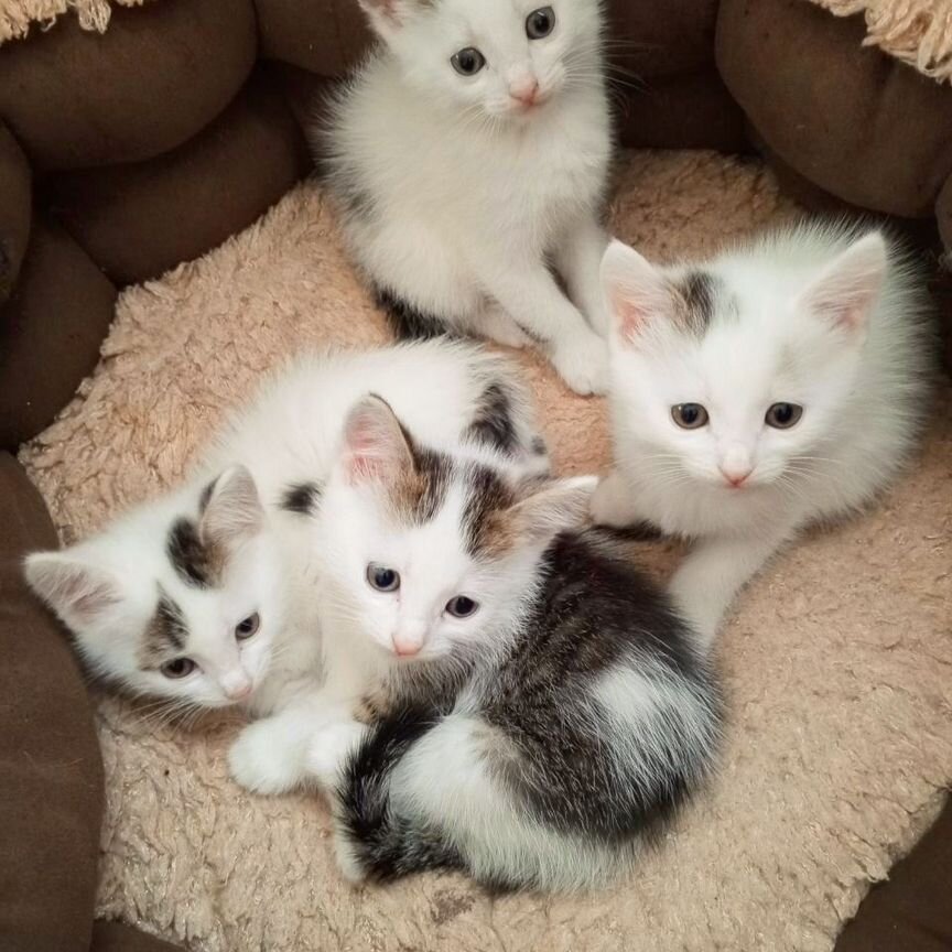 Котята в добрые руки