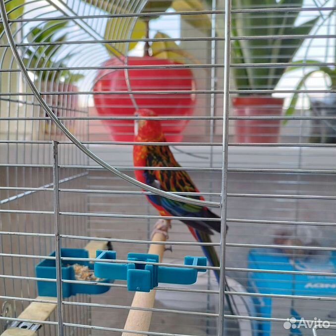 Розелла красный