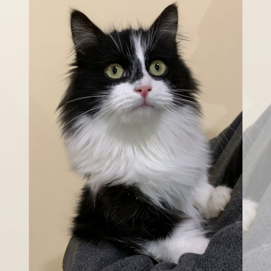 Котёнок в добрые руки