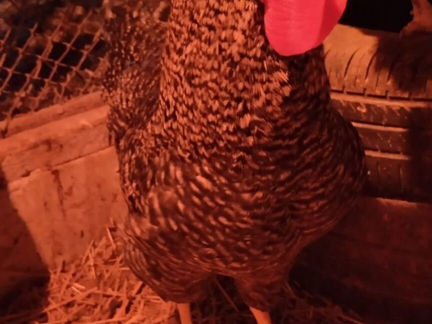 Петушки молодые