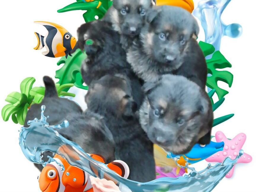 Щенки немецкой овчарки