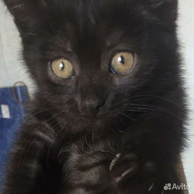 Тигровая кошечка 2,5 месяца