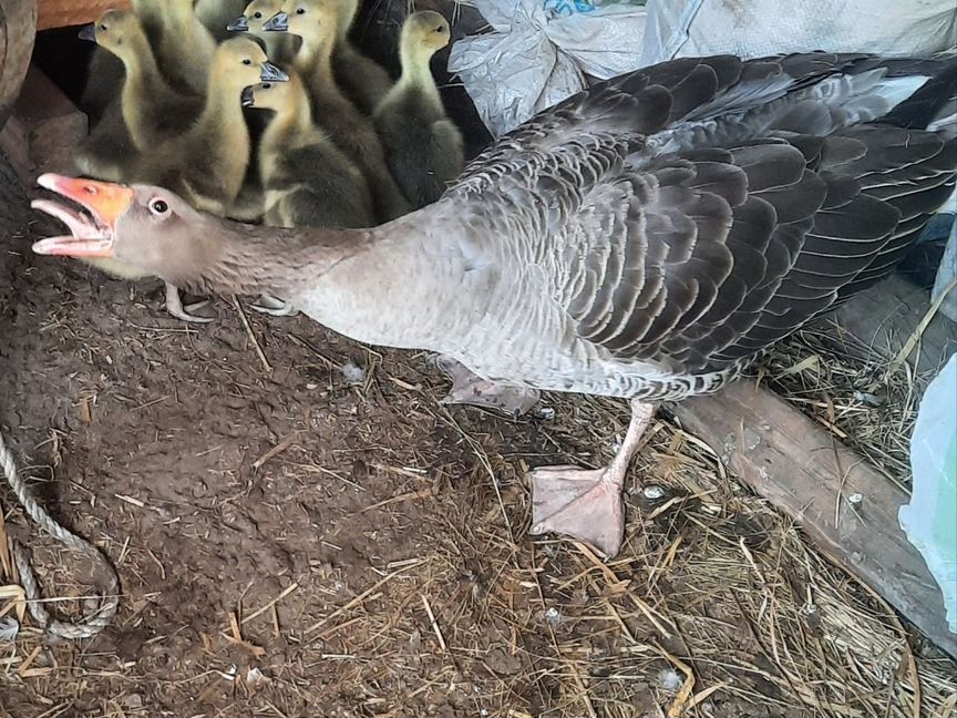 Гусь с гусятами