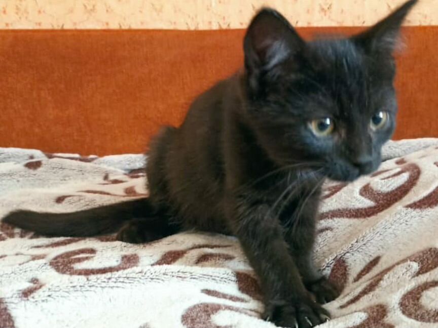 Котенок Тим