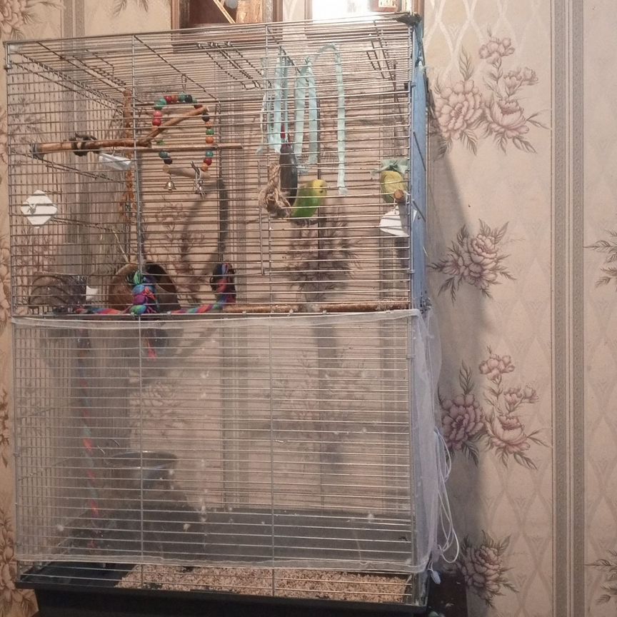 Волнистый попугай с клеткой