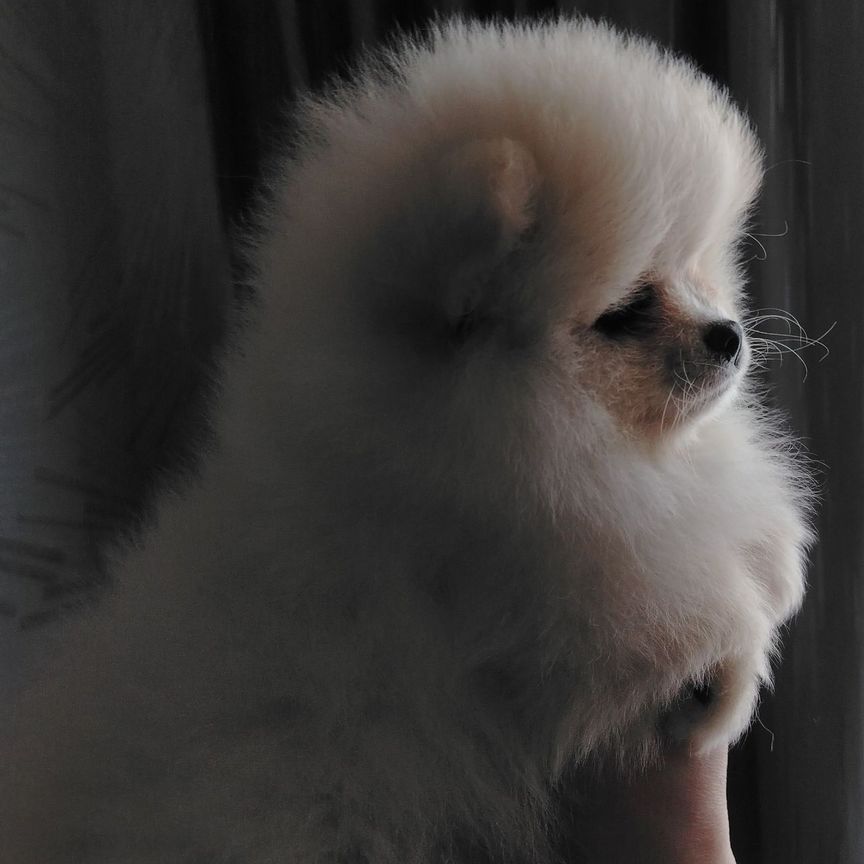 Померанский шпиц, щенок