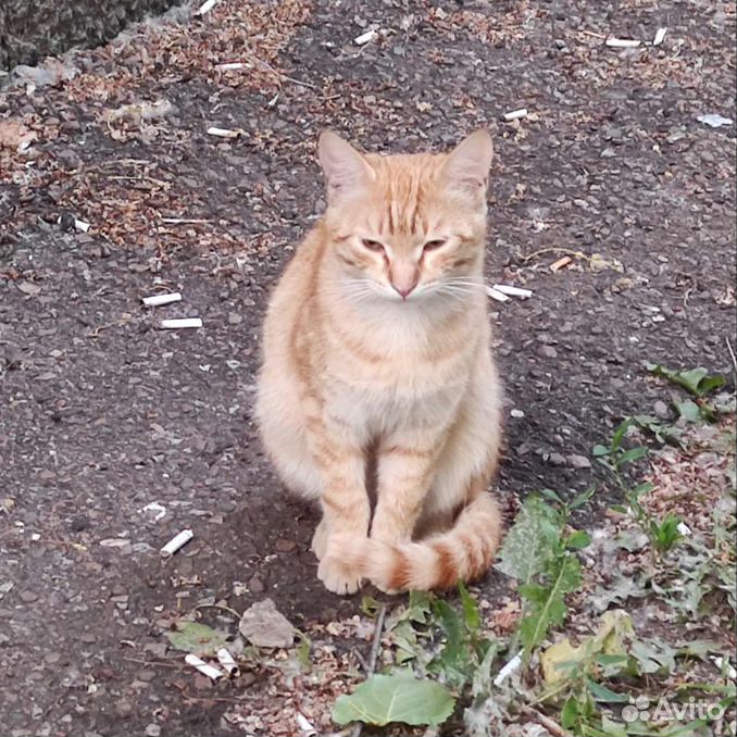 Рыжий Котик 1 год