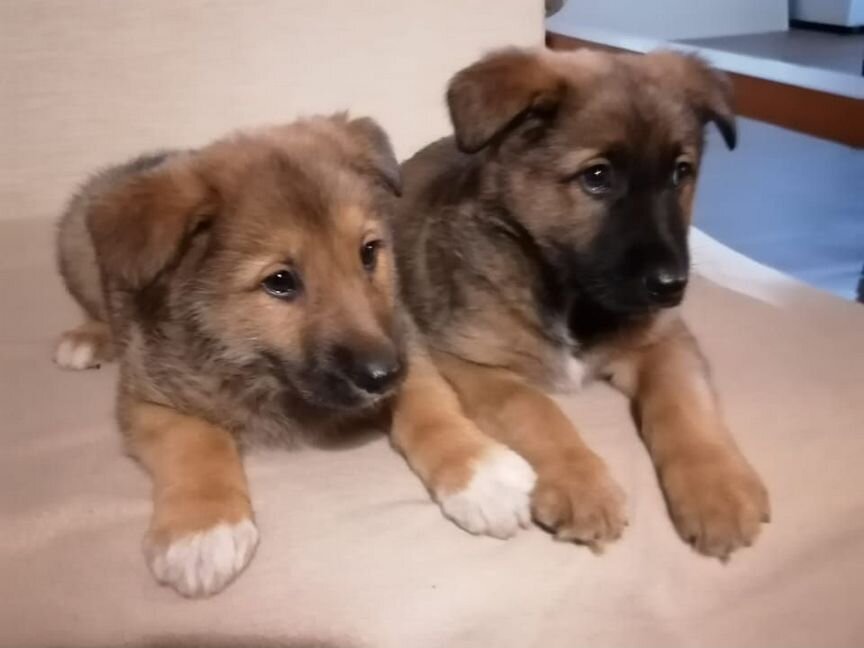 Щенки метизы овчарки