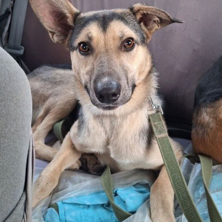 Щенок в добрые руки